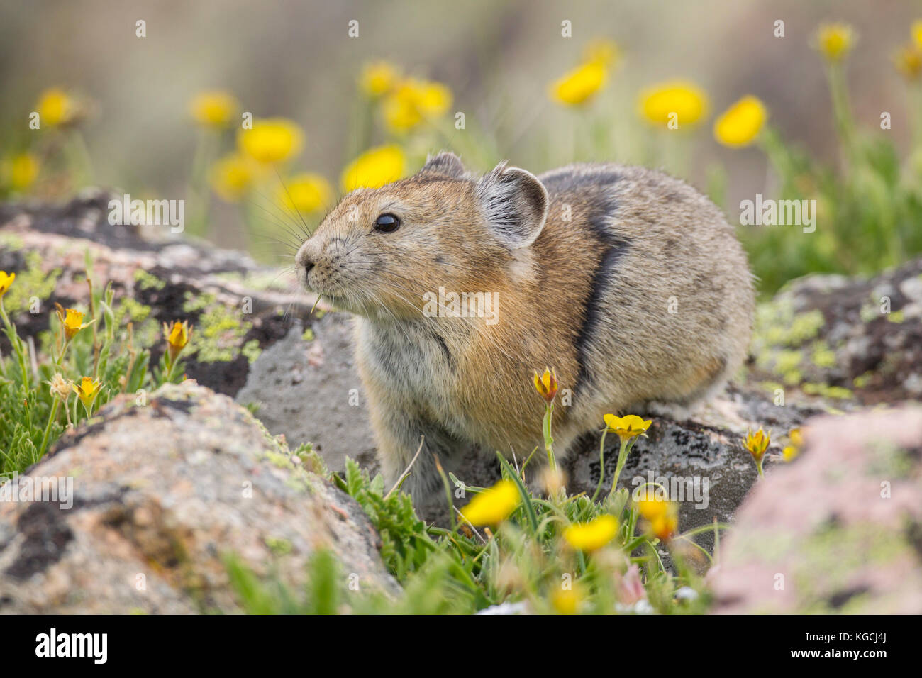 Pika high in the Beartooth Mountains of Wyoming Stock Photo - Alamy