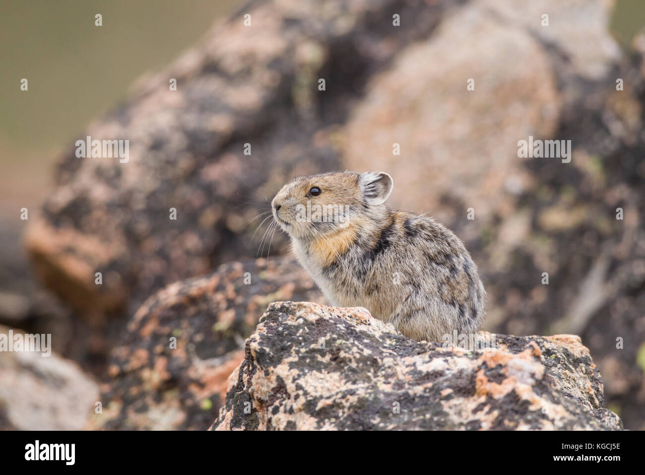 Pika high in the Beartooth Mountains of Wyoming Stock Photo - Alamy