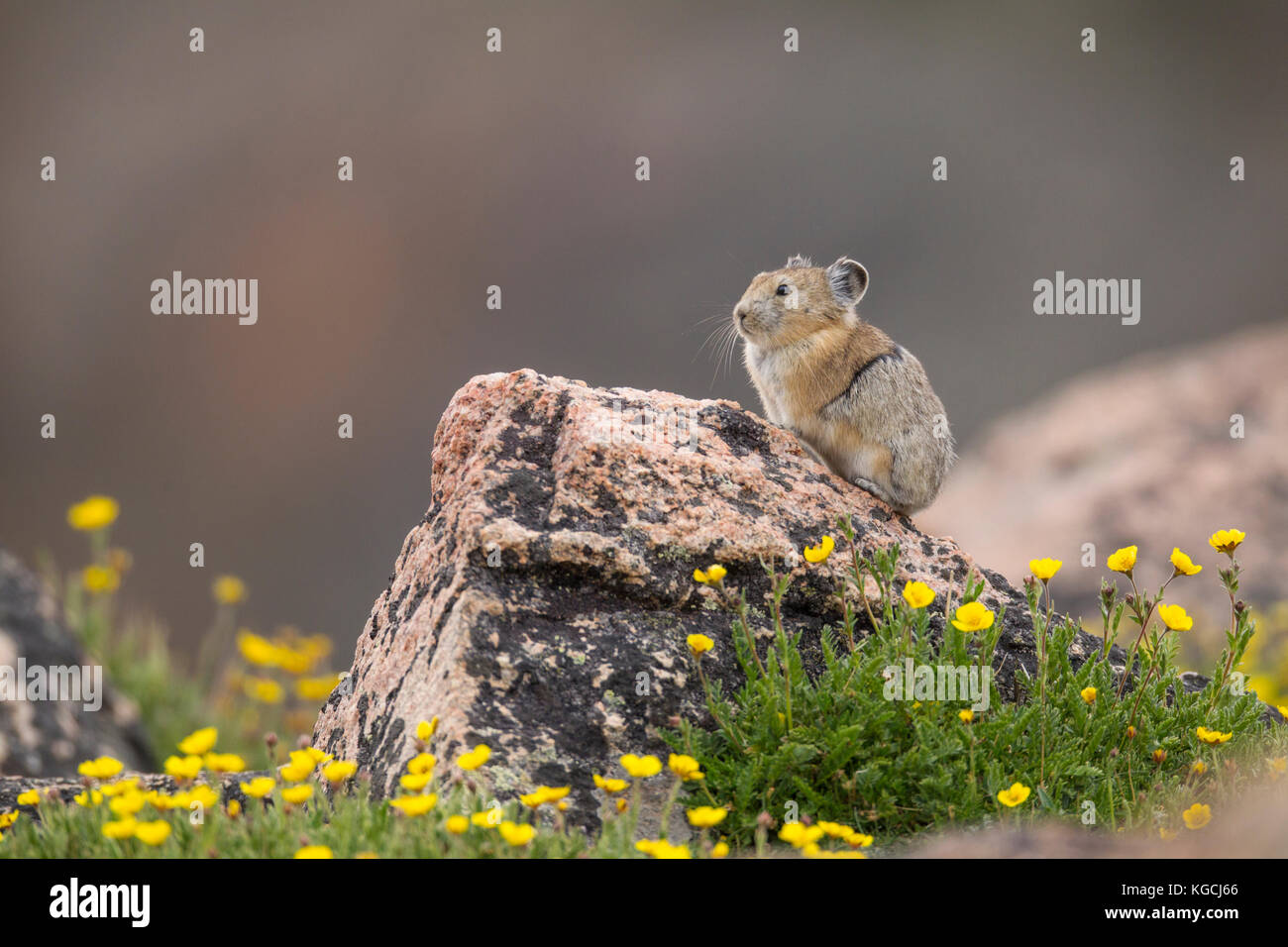 Pika high in the Beartooth Mountains of Wyoming Stock Photo - Alamy