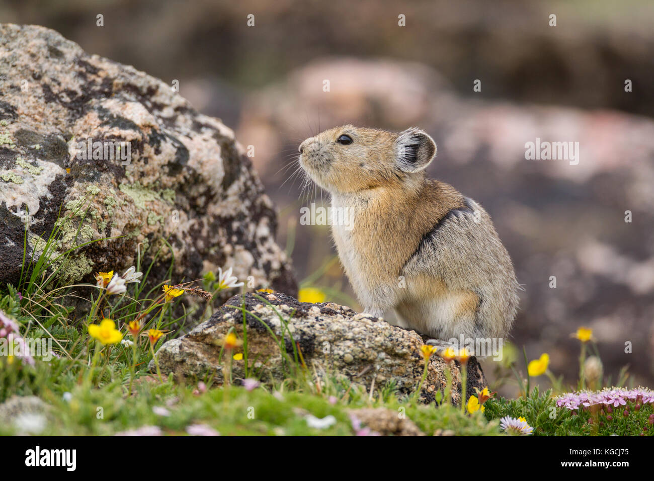 Pika high in the Beartooth Mountains of Wyoming Stock Photo - Alamy
