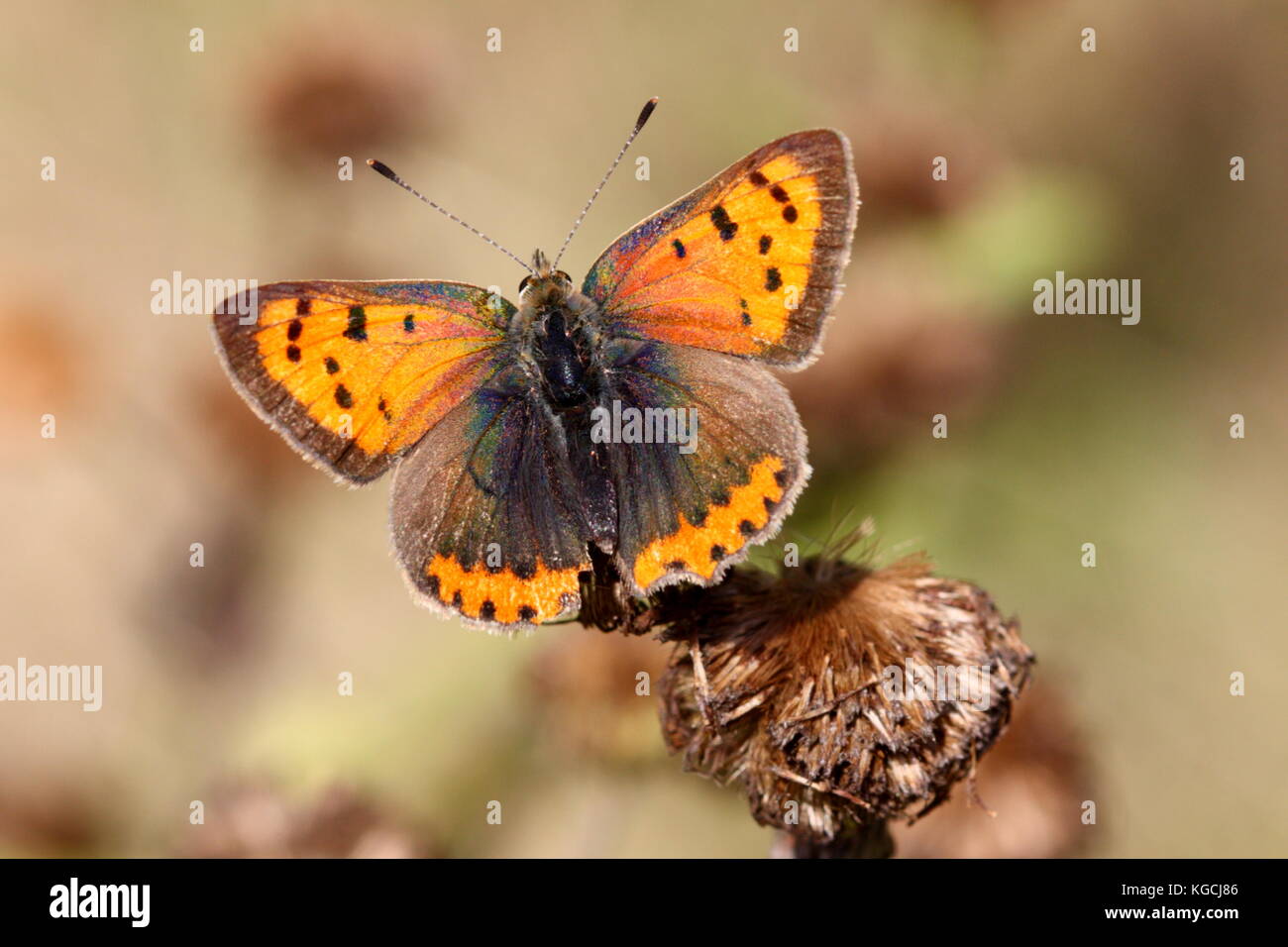 Small copper butterflies hi-res stock photography and images - Alamy