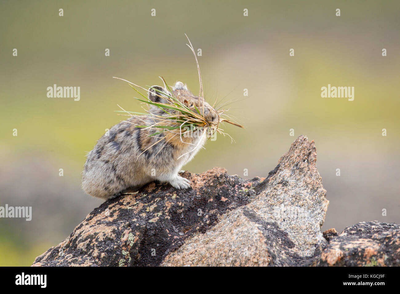 Pika high in the Beartooth Mountains of Wyoming Stock Photo - Alamy
