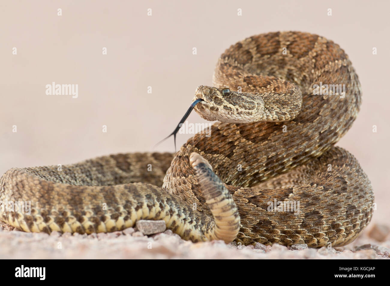 Rattlesnake Strike Position