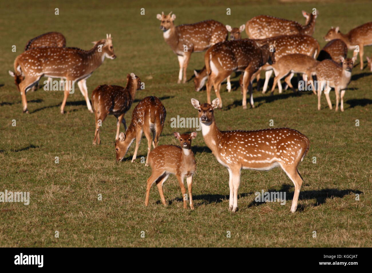 Axis Deer, doe with fawn Stock Photo - Alamy