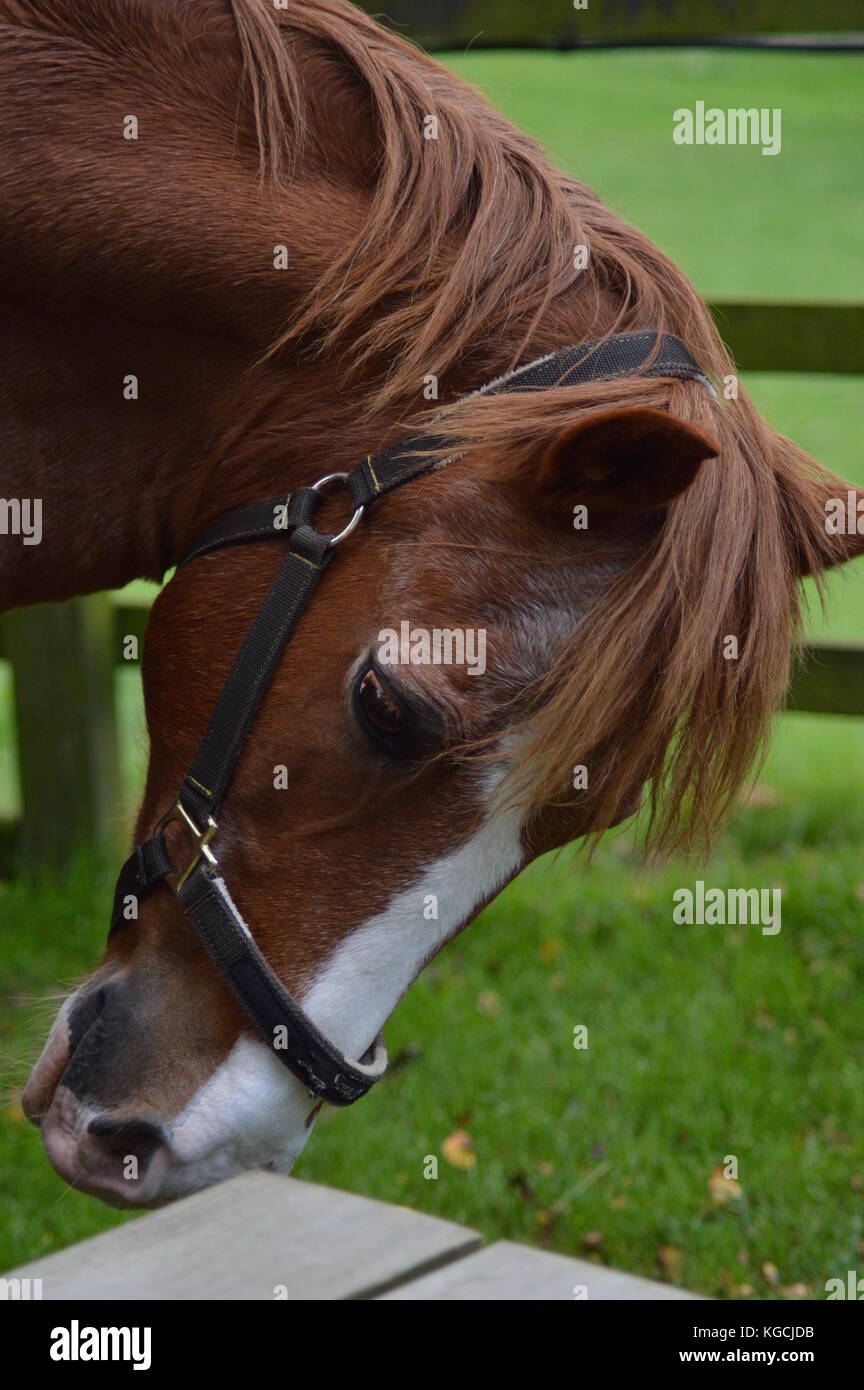 male pony in paddock Stock Photo - Alamy