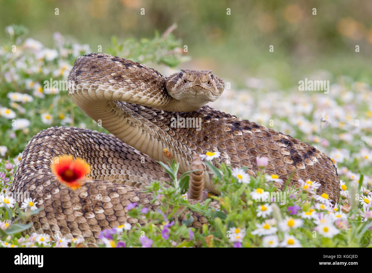 Western diamondback rattlesnake in Texas Stock Photo - Alamy