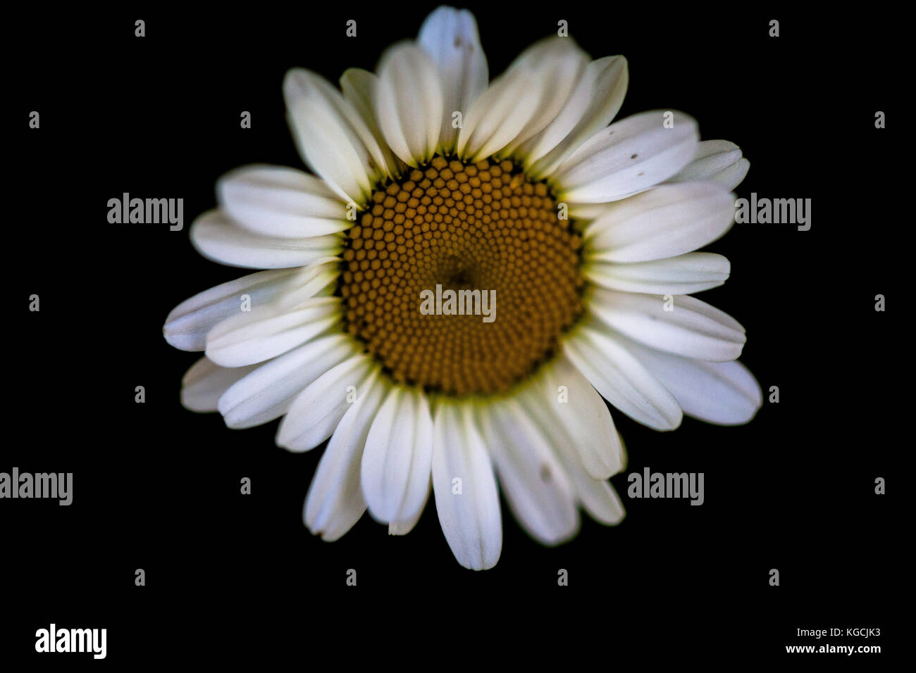 Close up daisy flower Stock Photo - Alamy