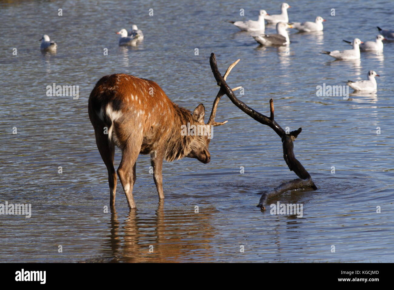 Sika Deer stag, wrestling with large branch Stock Photo - Alamy