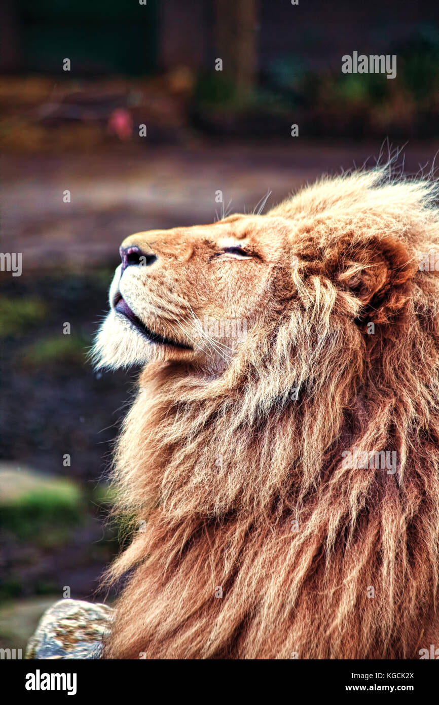 Lion basking in the sun Stock Photo - Alamy