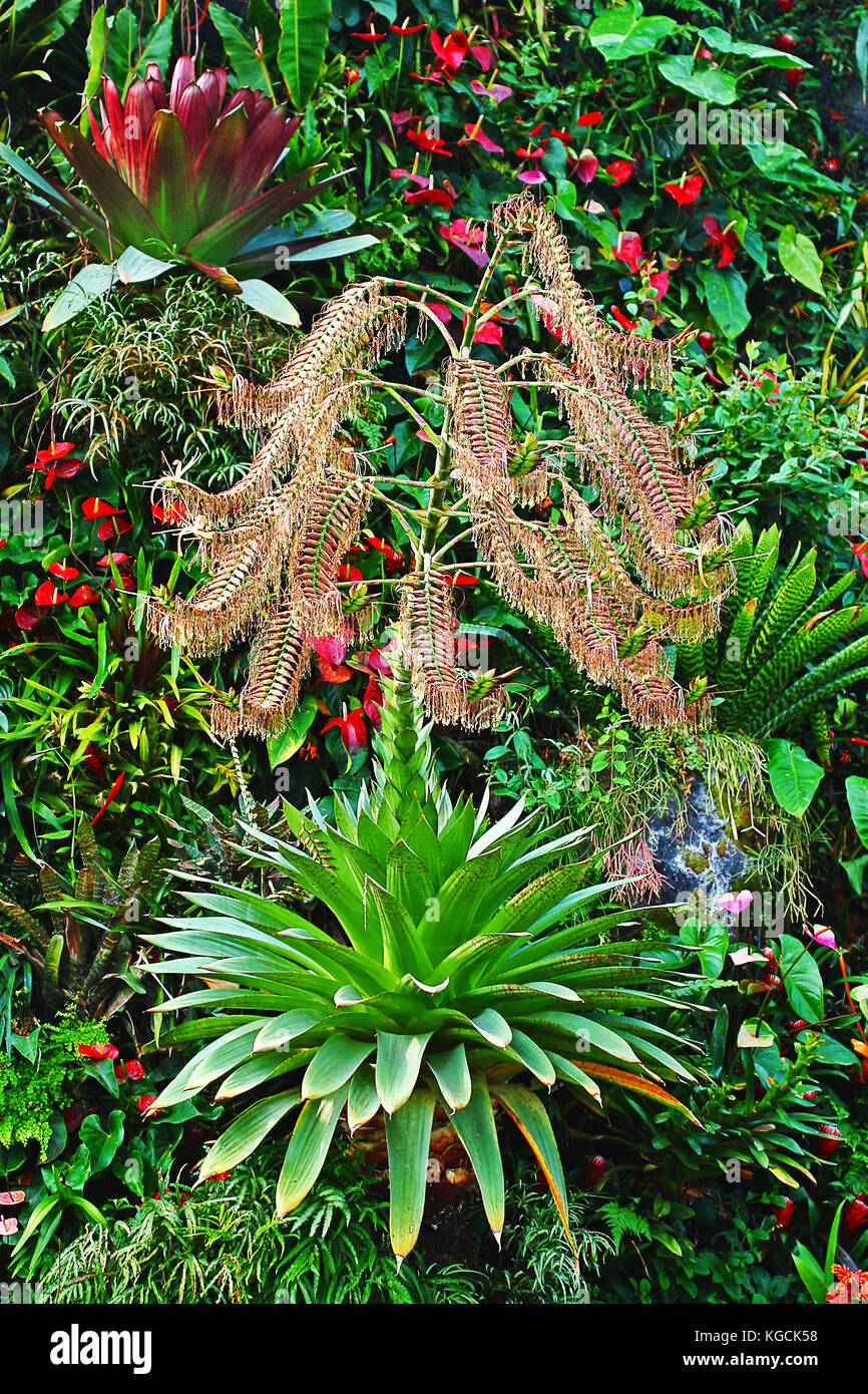 Alien vegetation hi-res stock photography and images - Alamy