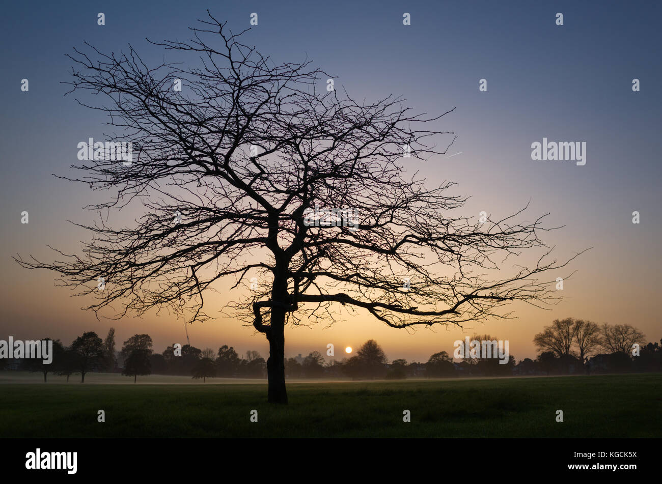 Atmospheric tree silhouette at dawn Stock Photo - Alamy