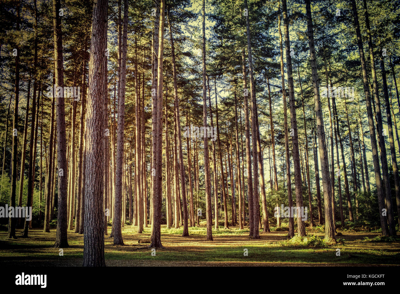 Forest of trees Stock Photo - Alamy