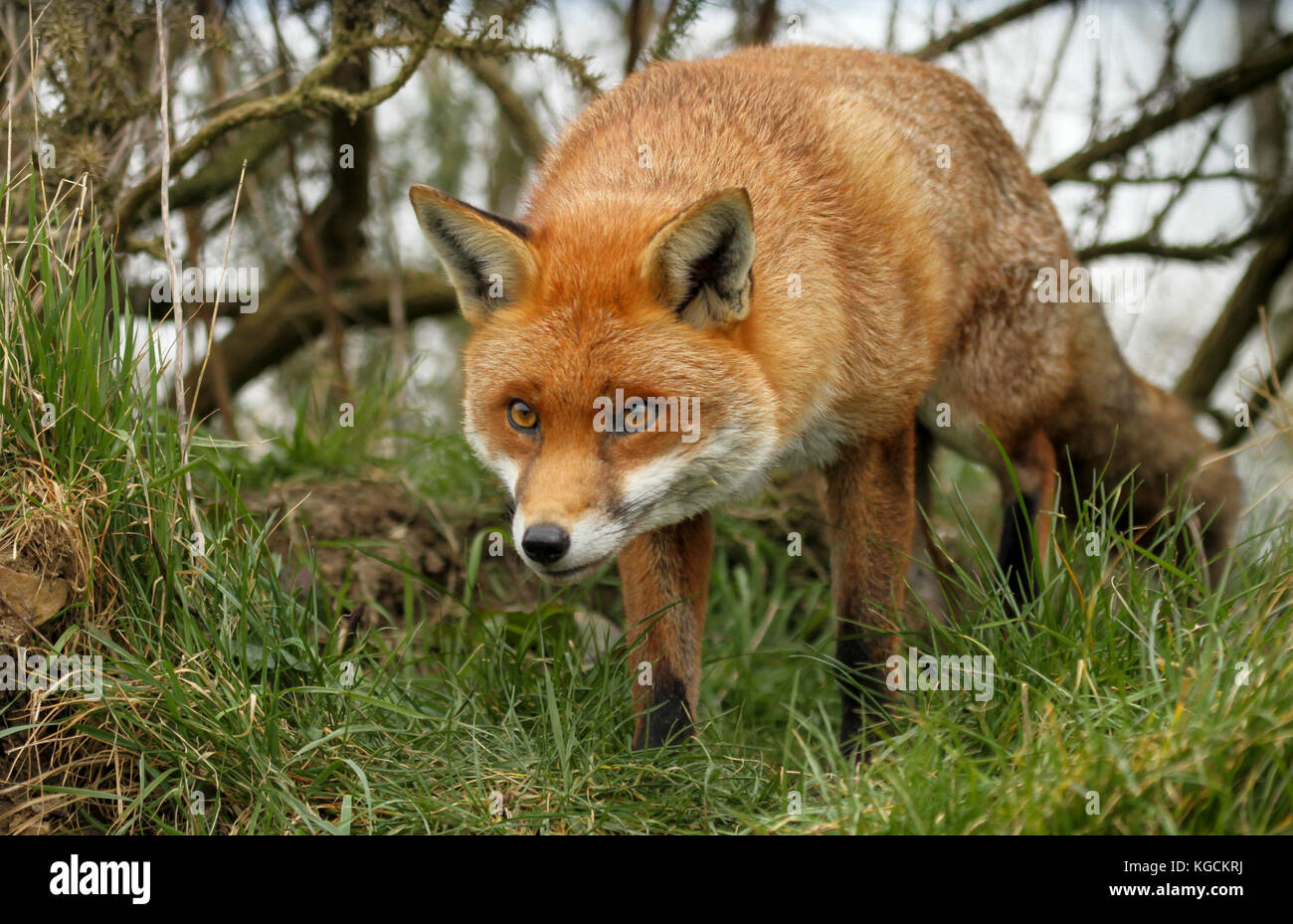 Adult british fox hi-res stock photography and images - Alamy