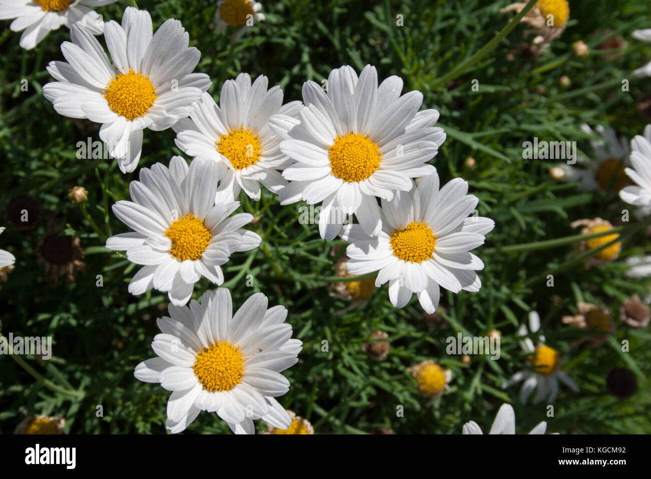 Bright and cheery yellow wild flower hi-res stock photography and ...