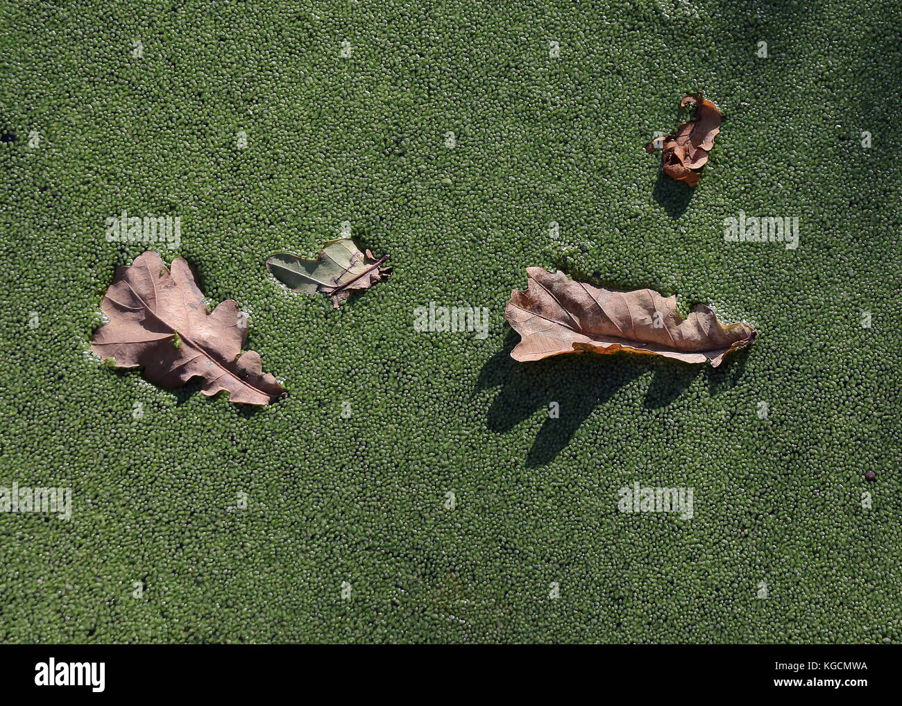Green Duckweed and dead leavs Stock Photo - Alamy