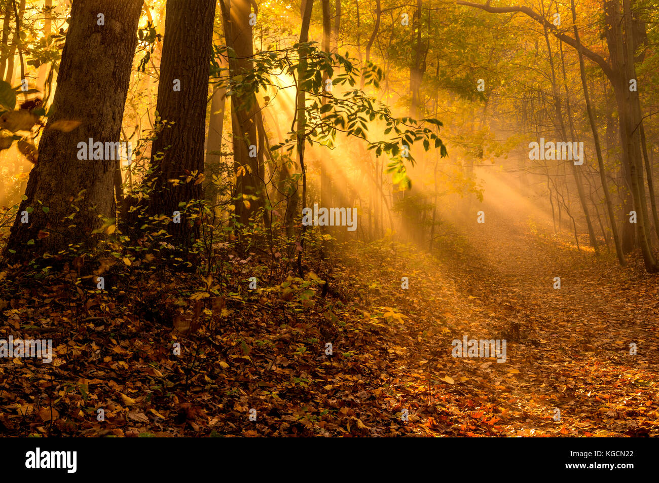 Mystical autumn forest scenery with visible sun rays passing through ...