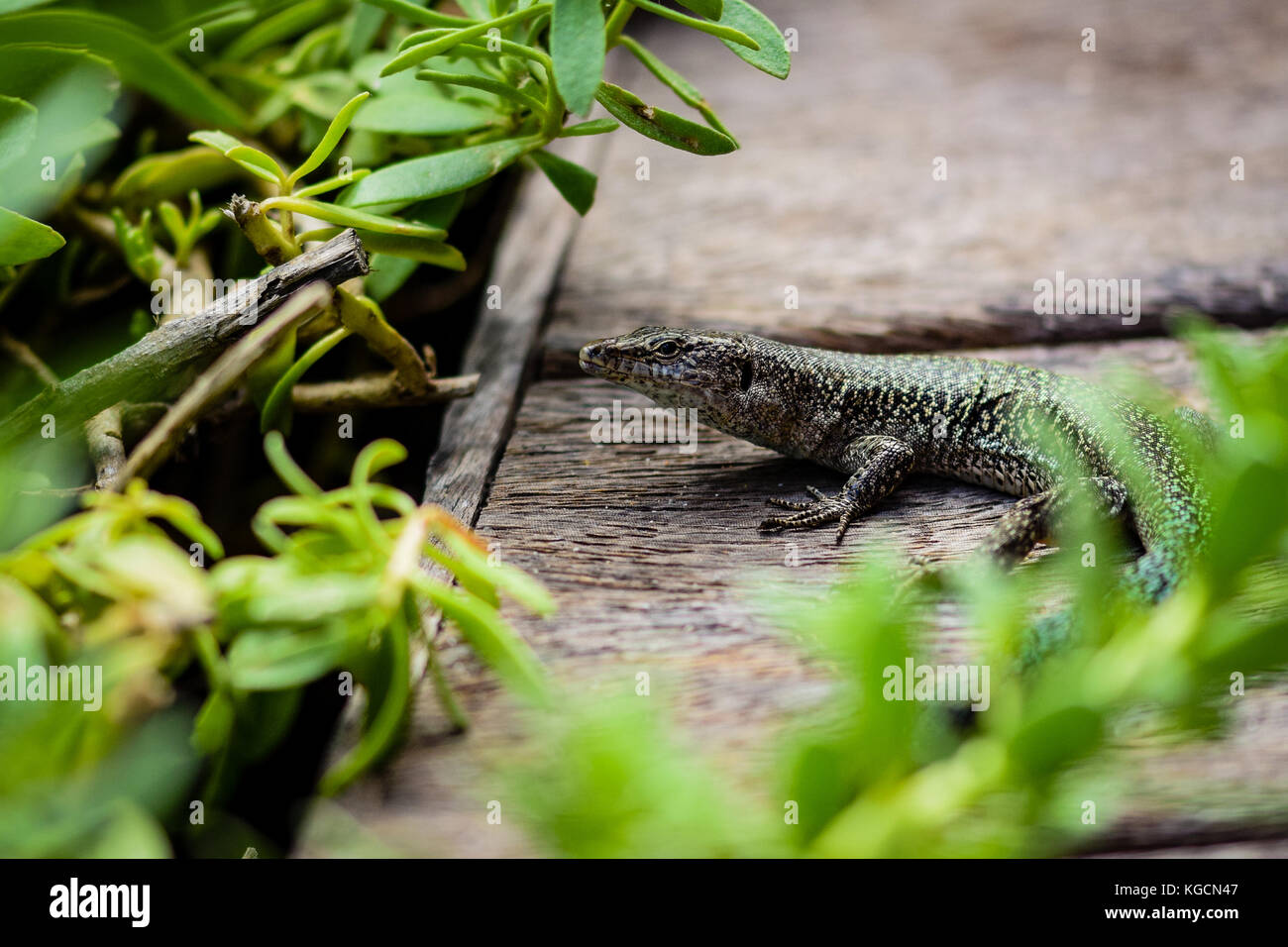 Lizard resting on wooden path amongst green vegetation Stock Photo - Alamy
