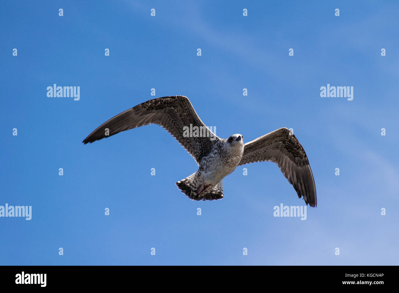 Low angle view of seagull in flight Stock Photo - Alamy
