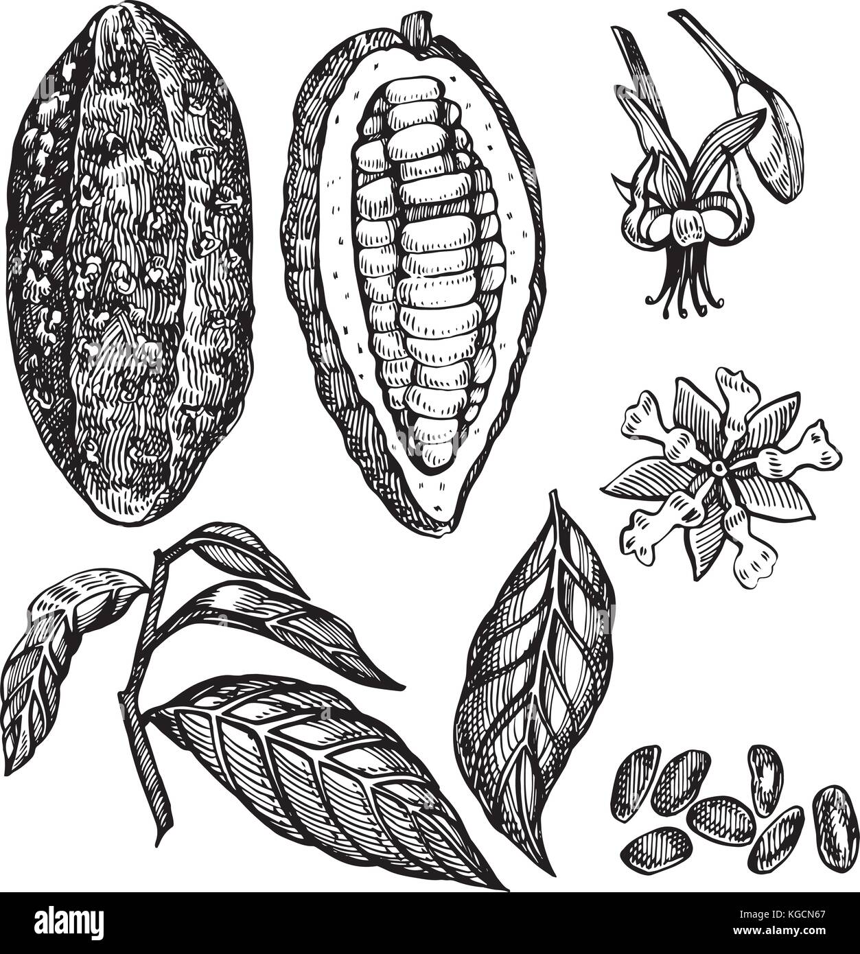 Set Cocoa beans vector illustration. Engraved style illustration ... Set Cocoa beans vector illustration. Engraved style illustration ...