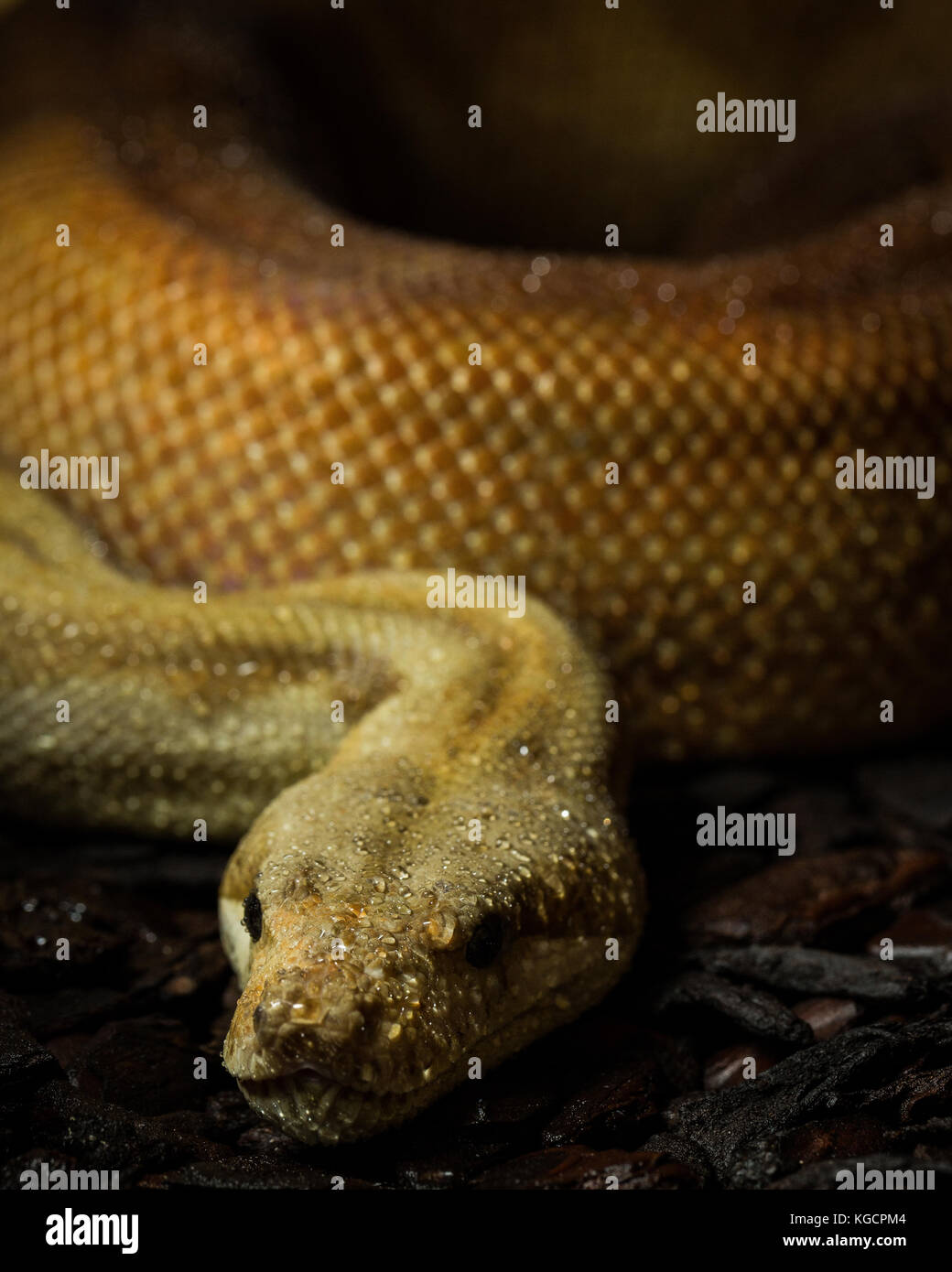 Albino snake boa constrictor hi-res stock photography and images - Alamy