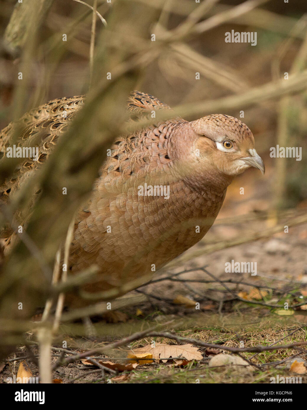 Minsmere birds hi-res stock photography and images - Alamy