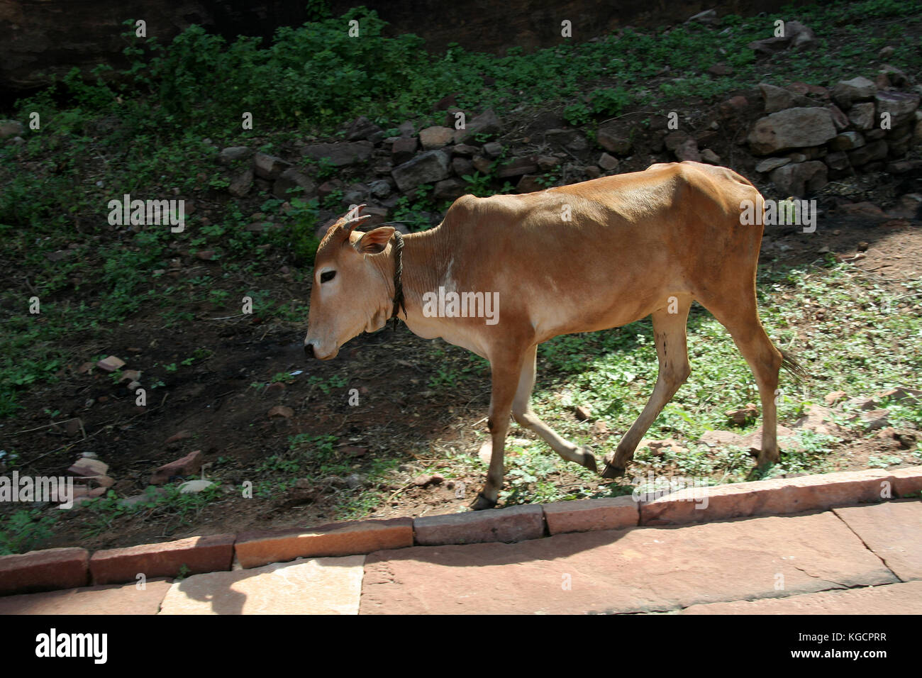 Brown skinned ox walking on sidewalk in morning sunlight Stock Photo ...