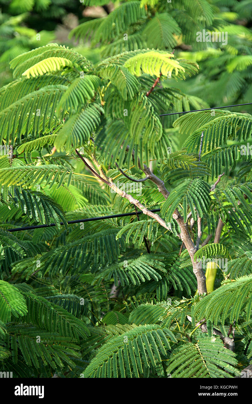 Mayflower Tree