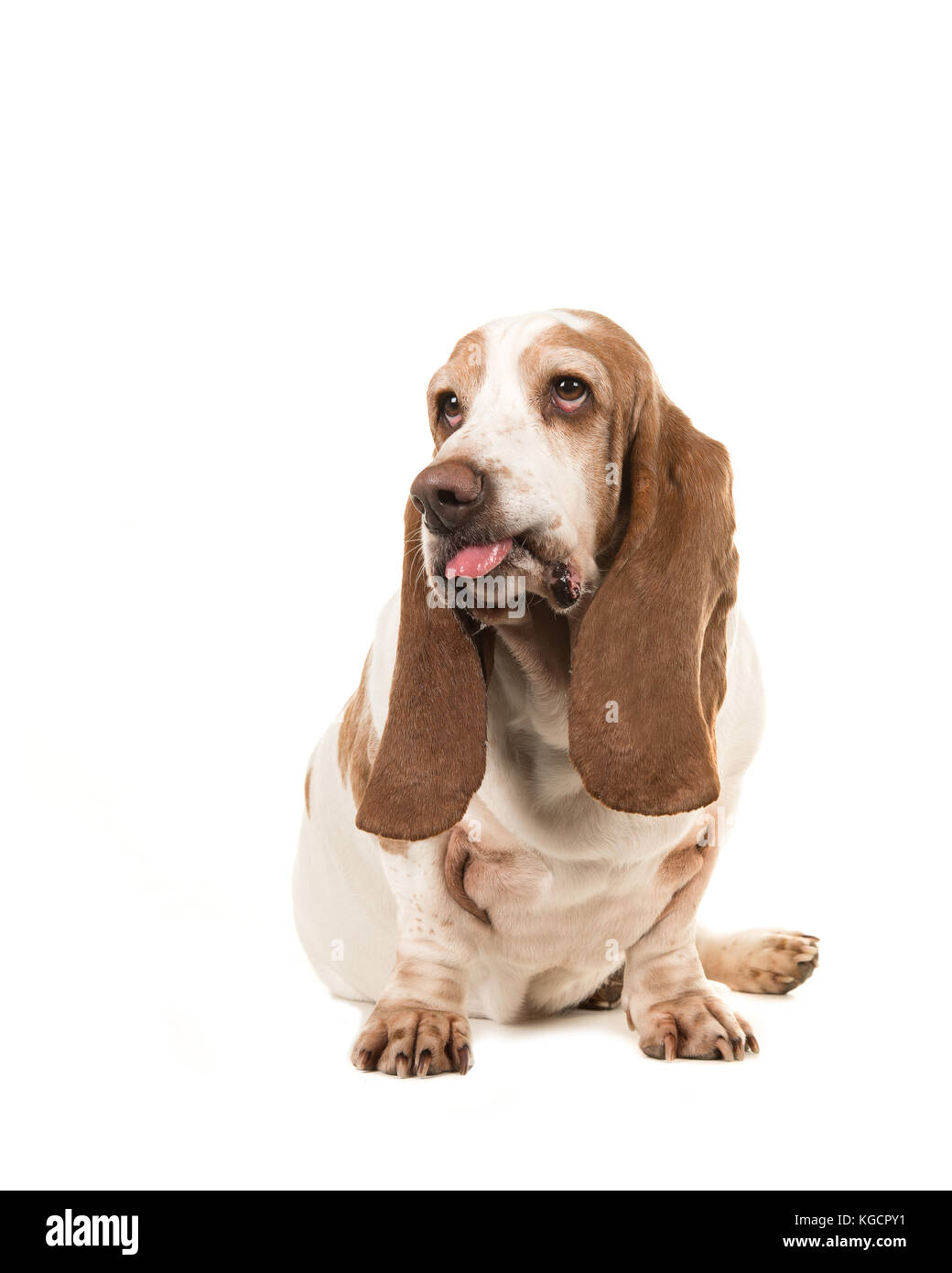 Sitting basset hound making a funny face sticking its tongue out ...