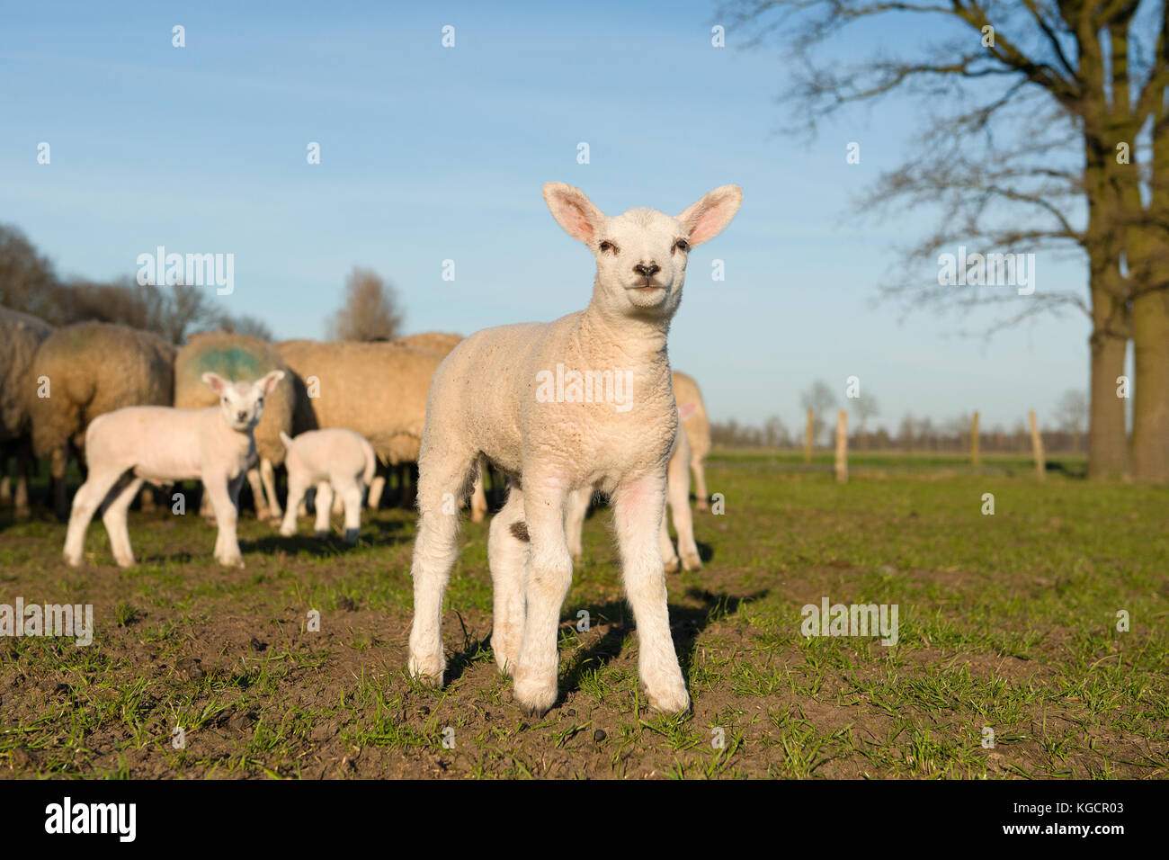 Little white lamb on a grassfield with other sheep in the background ...