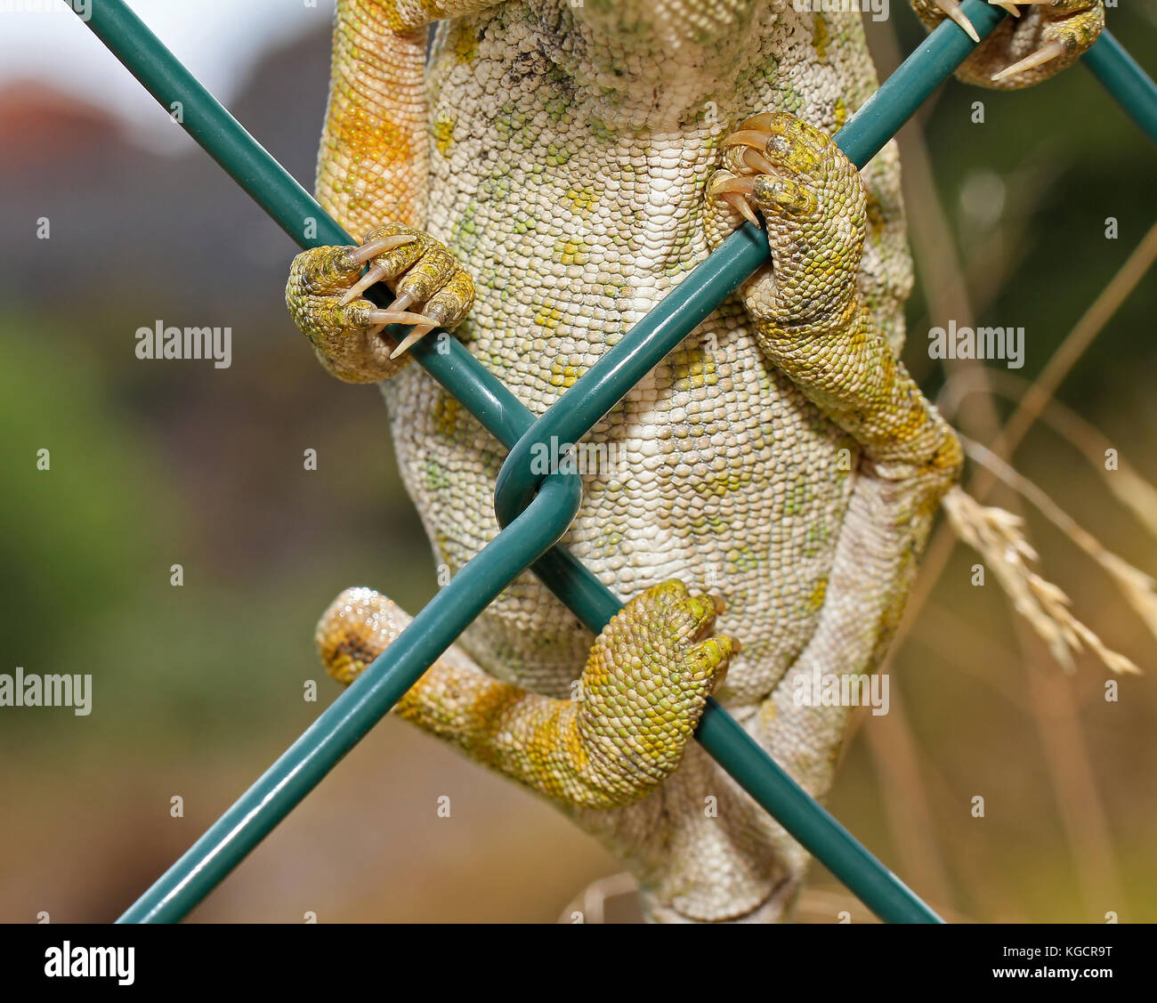 Chameleon climbing a fence Stock Photo - Alamy