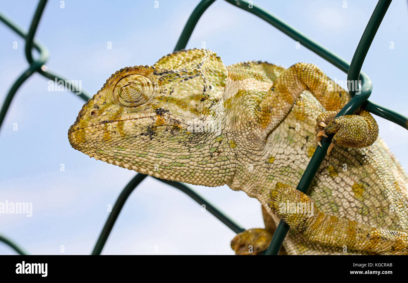 Chameleon climbing a fence Stock Photo - Alamy