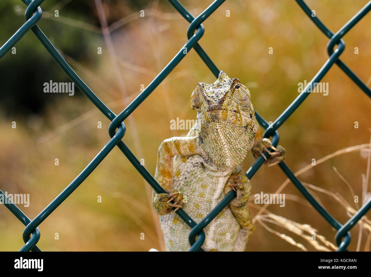 Chameleon climbing a fence Stock Photo - Alamy