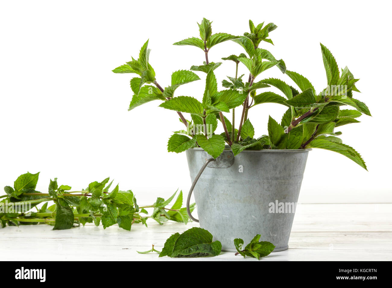 peppermint in tin bucket on rustic white table Stock Photo - Alamy