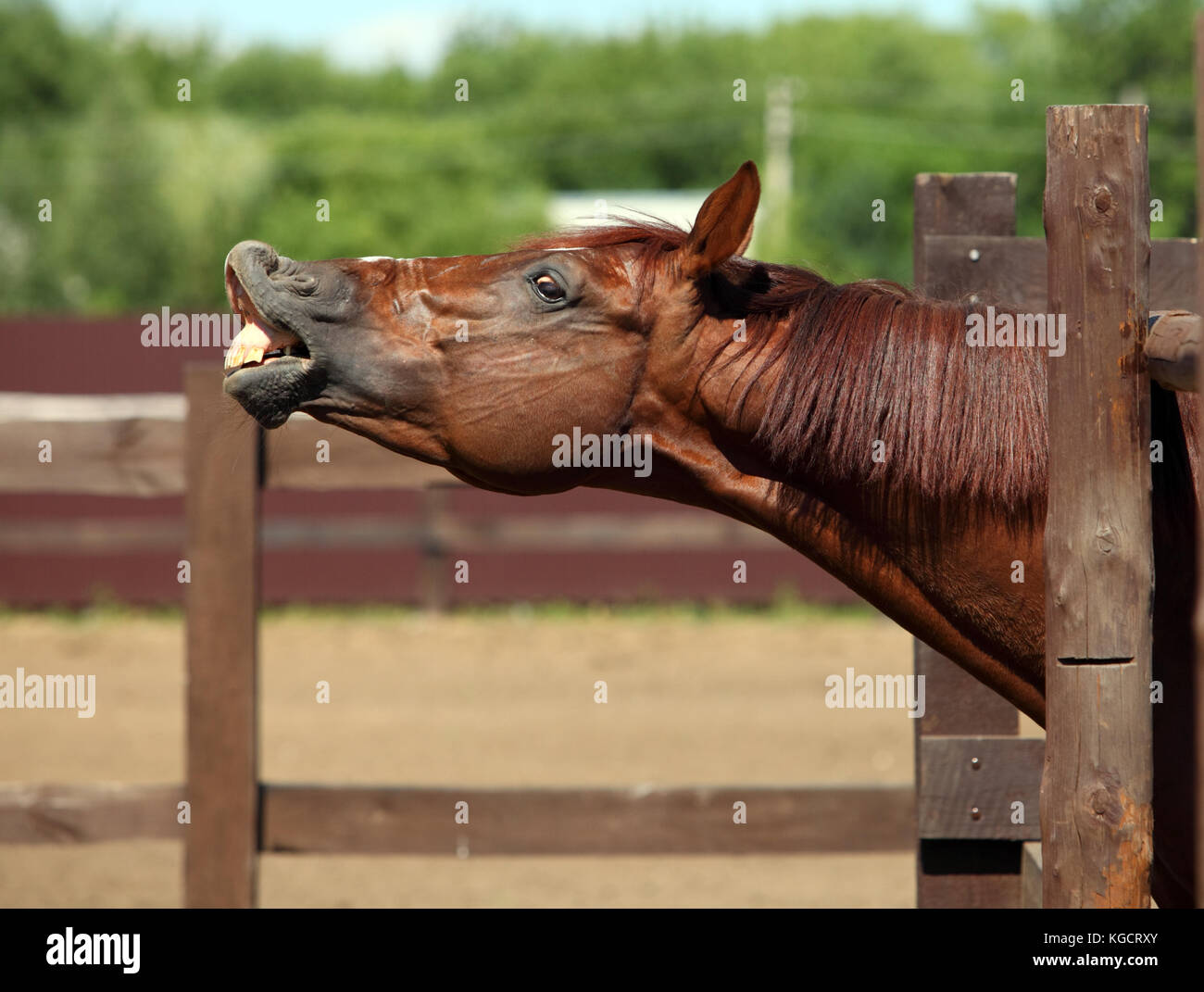 Smiling Animals With Teeth