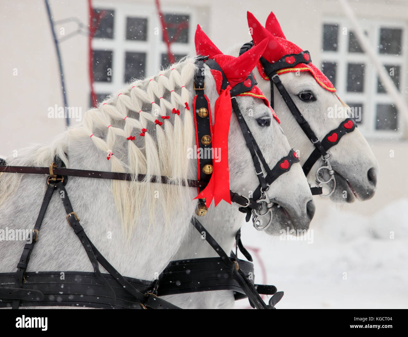 Coachman pair white horse carriage Stock Photo - Alamy