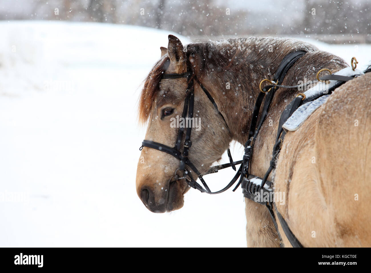 Coachman horse harness drivind carriage Stock Photo - Alamy