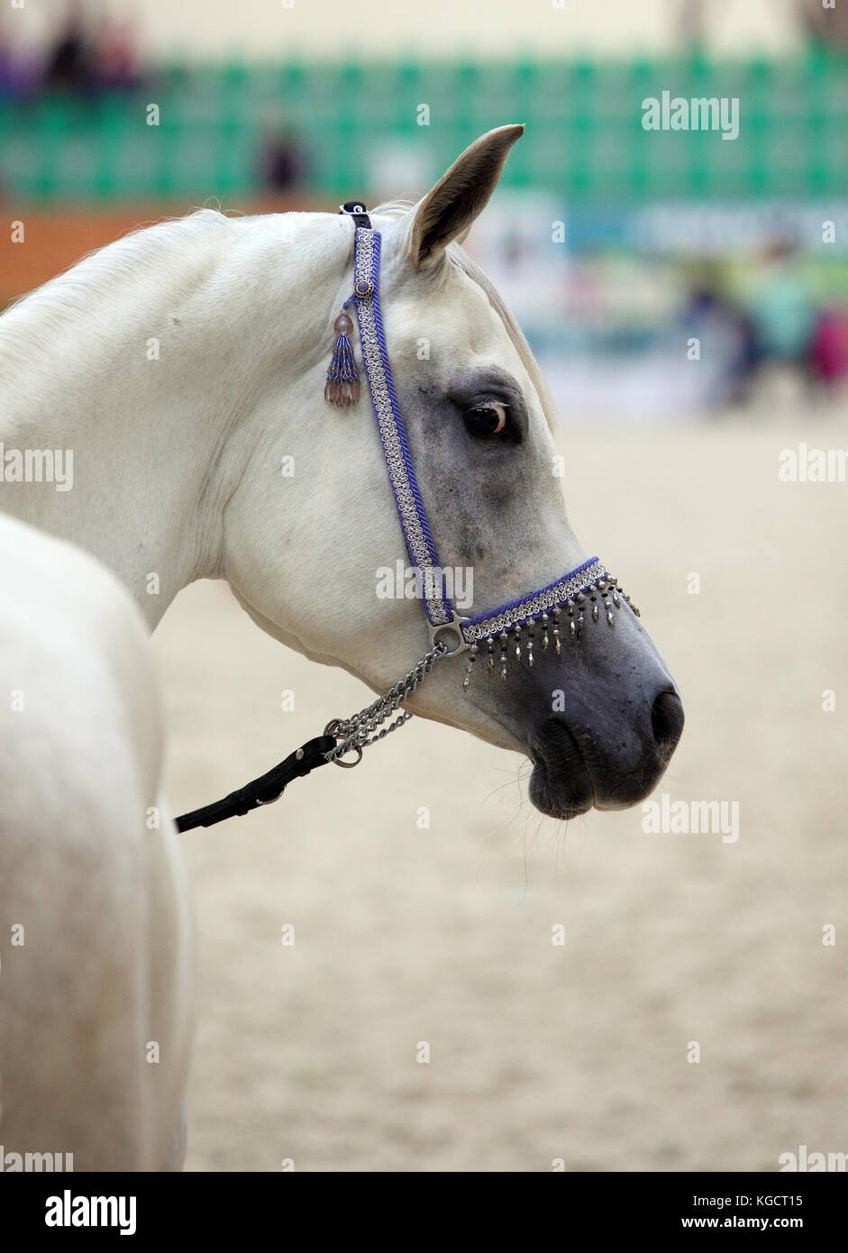 Ranch life portrait hi-res stock photography and images - Alamy