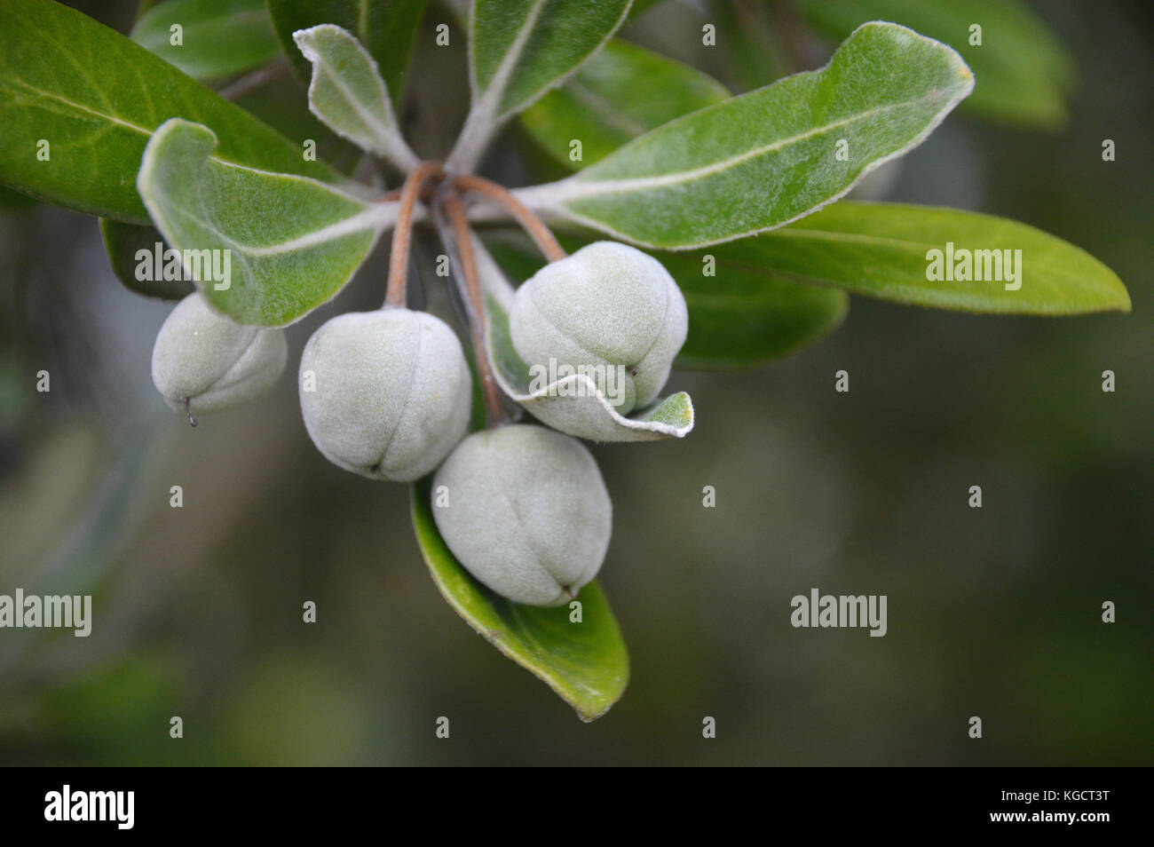 The Berries of the New Zealand Karo Pittosporum crassifolium ...