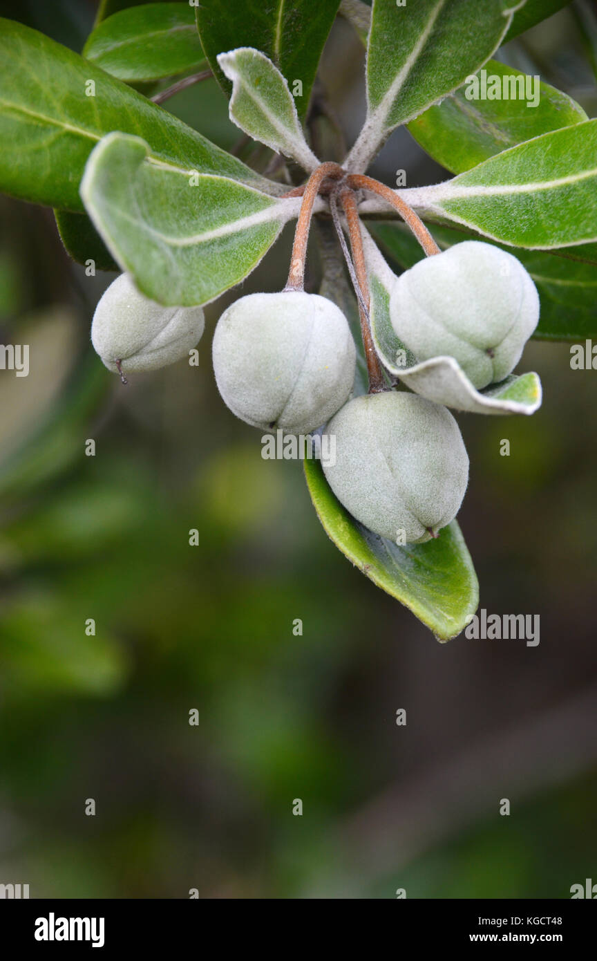 The Berries of the New Zealand Karo Pittosporum crassifolium ...