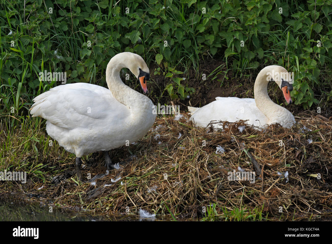Swan on nest on the Gaywood River, King’s Lynn Stock Photo - Alamy