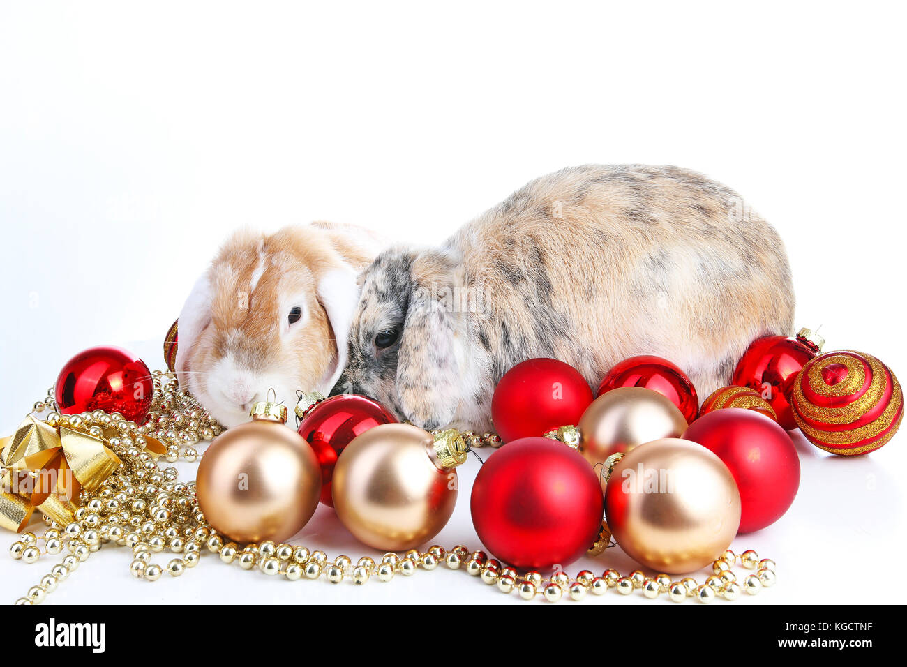 Christmas animals christmas pets. Cute lop eared rabbit. Rabbits with ...