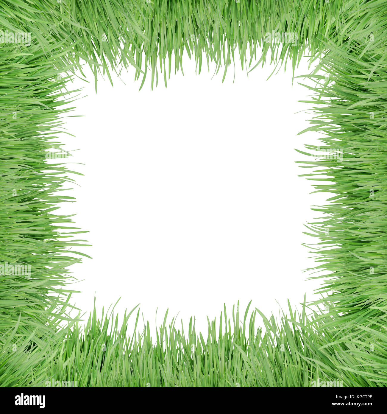 Fluffy natural frame made of real grass on white Stock Photo - Alamy