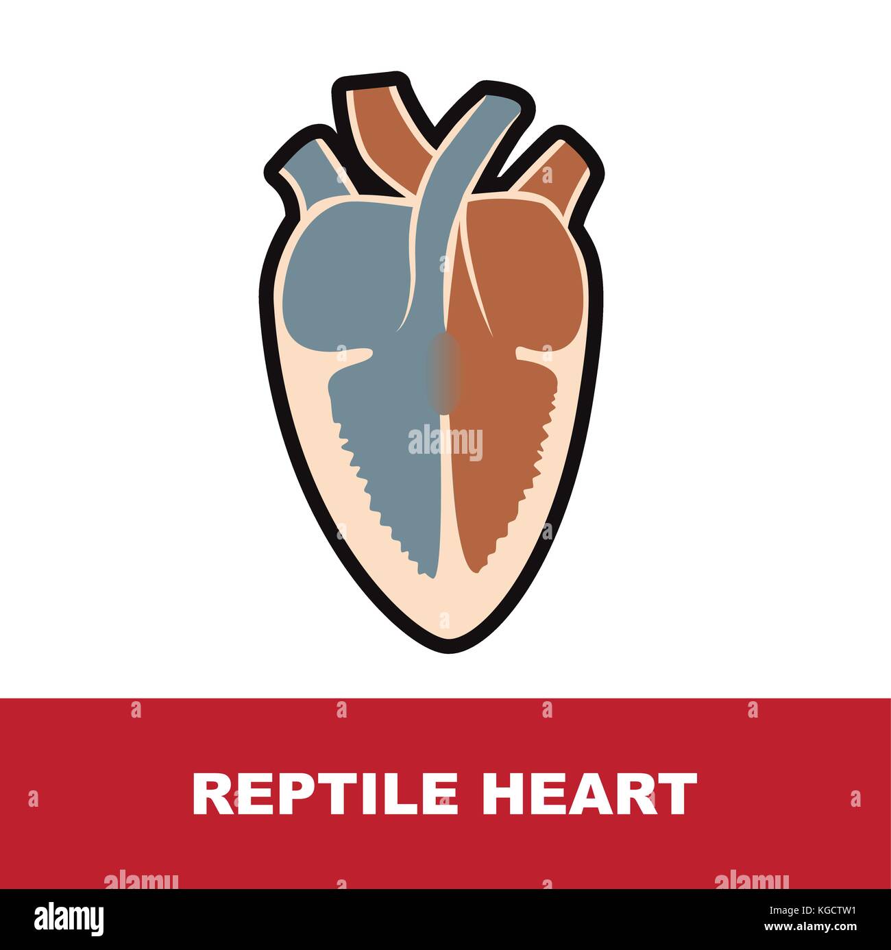 Reptile anatomy hi-res stock photography and images - Alamy