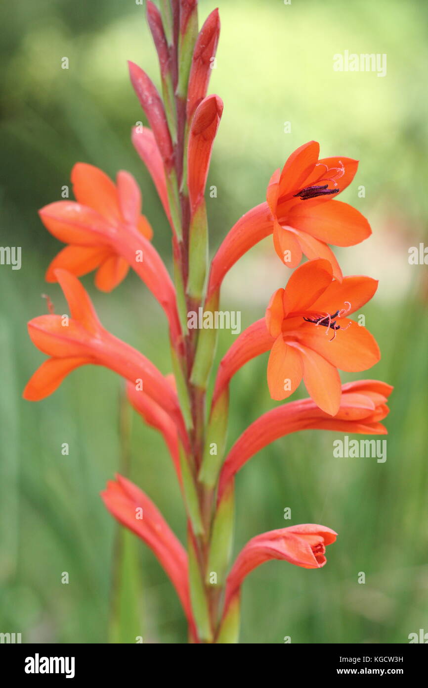 Watsonia pillansii garden border hi-res stock photography and images ...