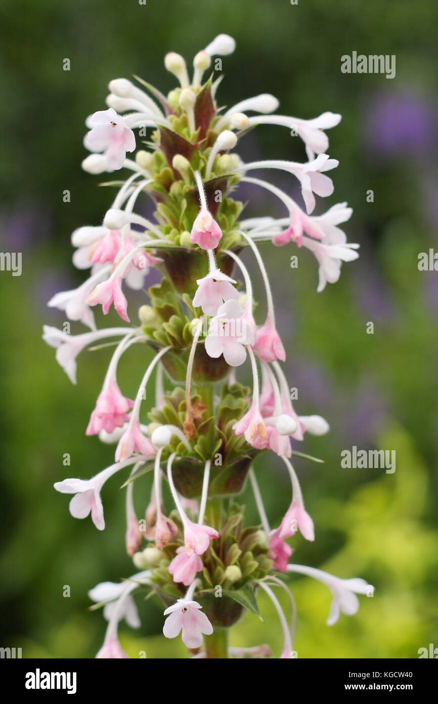 Morina longifolia (Whorlflower), in full bloom in a sunny spot in an ...
