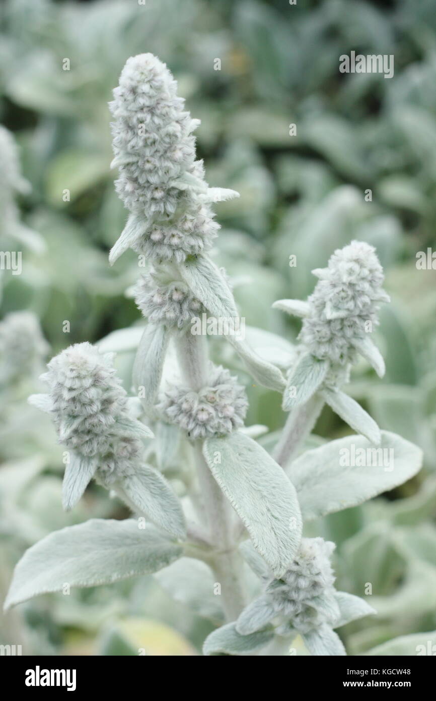 Lamb's ear (Stachys byzantina) in a summer garden border, UK Stock ...