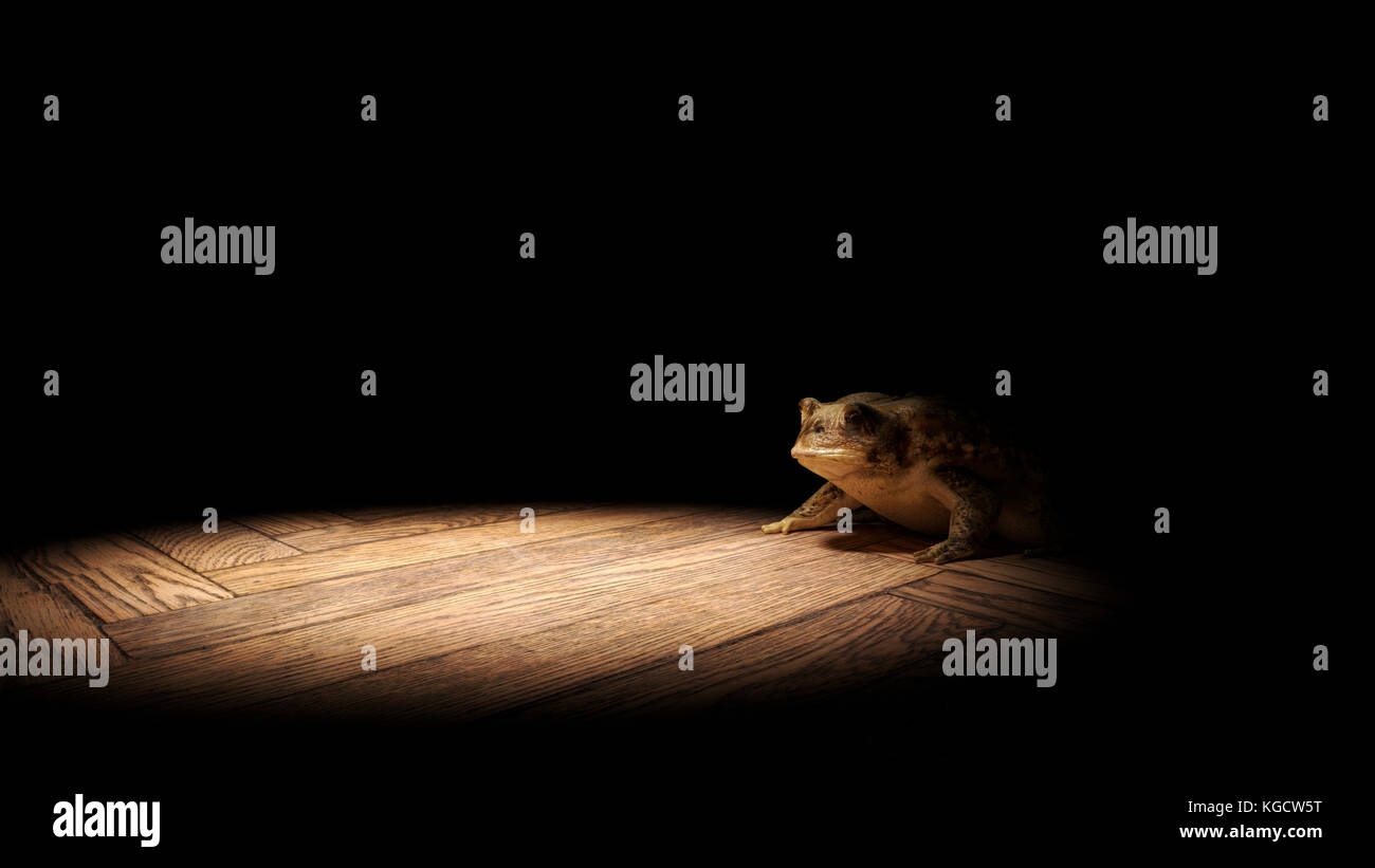 Common Toad sitting on a wooden floor, lit by a bright spotlight (3d ...