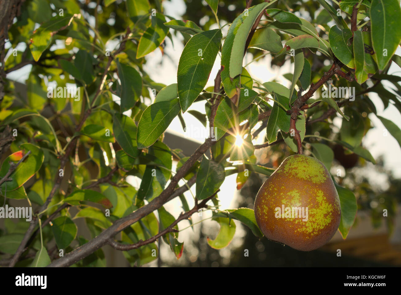 Pear Ripening In The Sun Stock Photo - Alamy