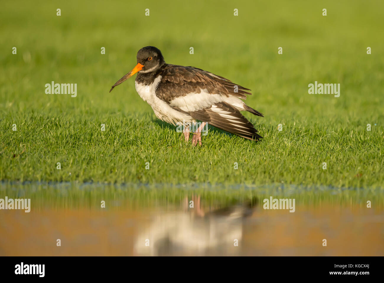 Deformed wing High Resolution Stock Photography and Images - Alamy