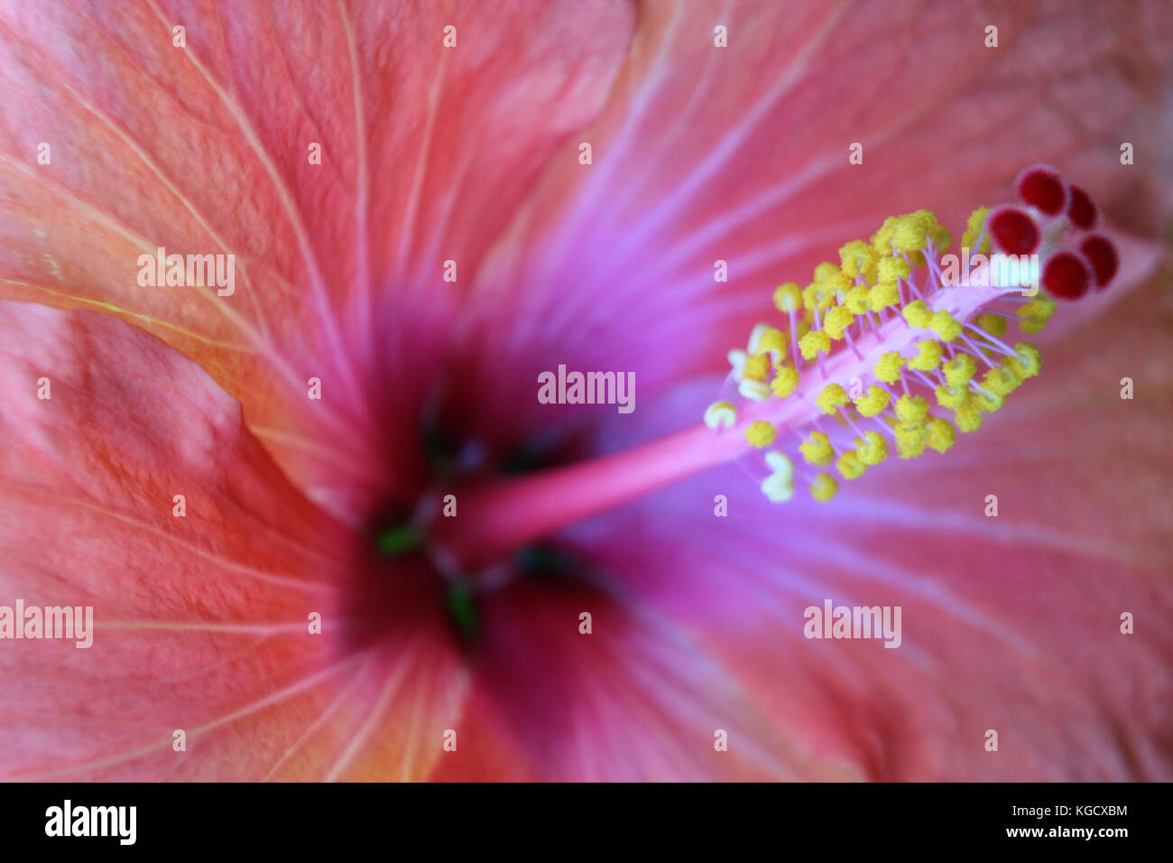 Hibiscus flower stamen and stigma, macro close-up Stock Photo - Alamy